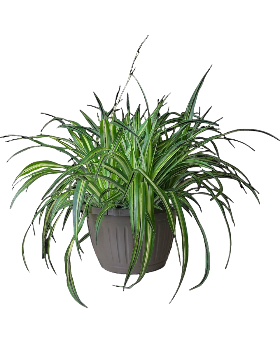 Spider Plant – Chive Plant Studio