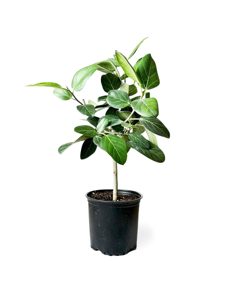 Ficus Audrey 10 Inch Pot – Chive Plant Studio