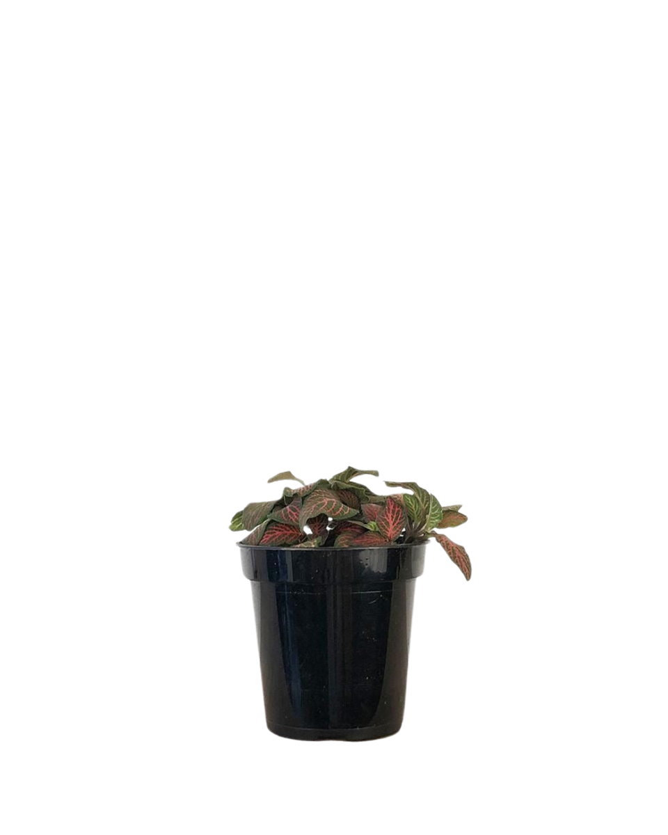Fittonia Mini Red Vein 3.5 Inch - Potted – Chive Plant Studio