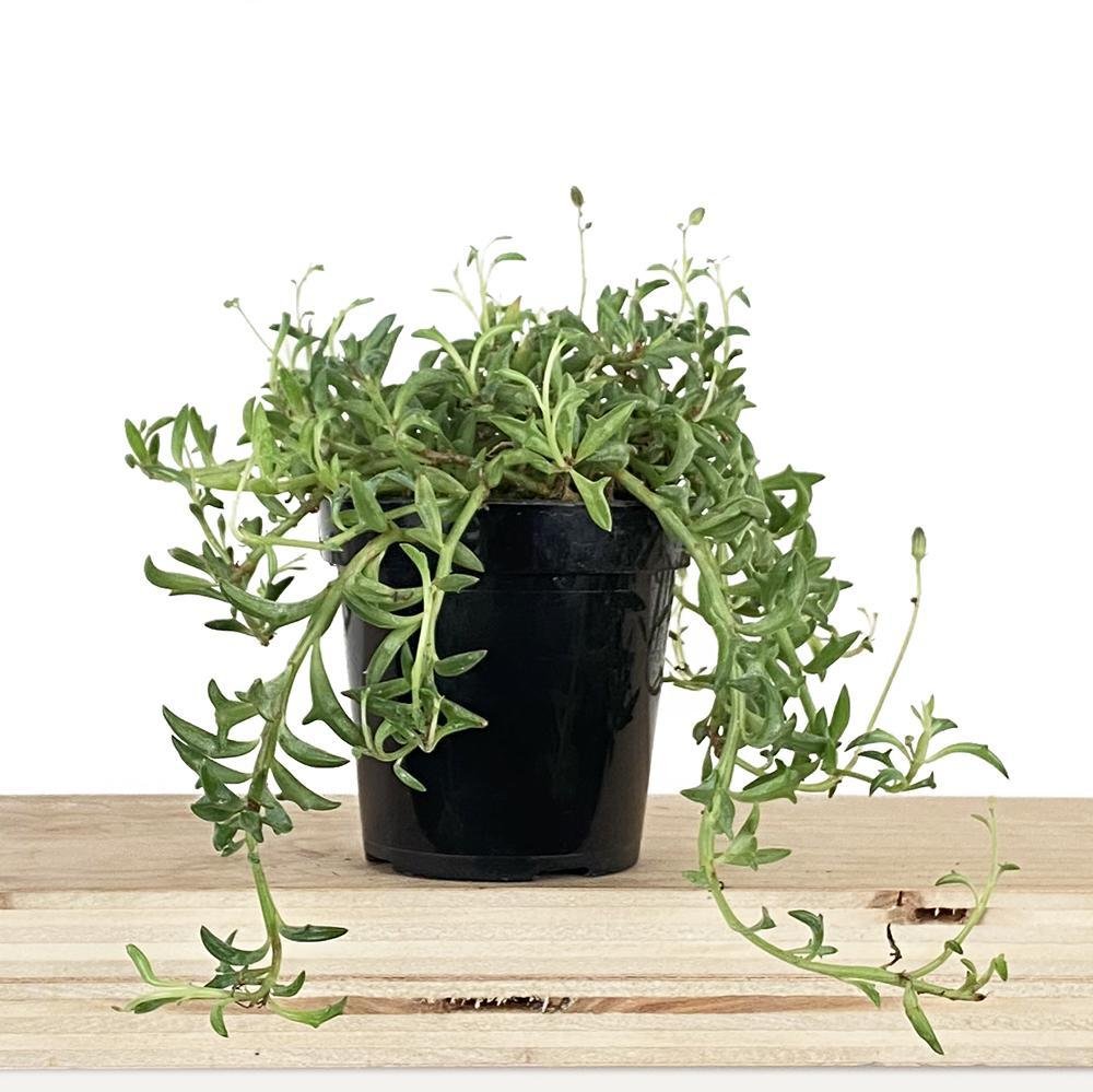 String of Dolphins 3 Inch Pot – Chive Plant Studio