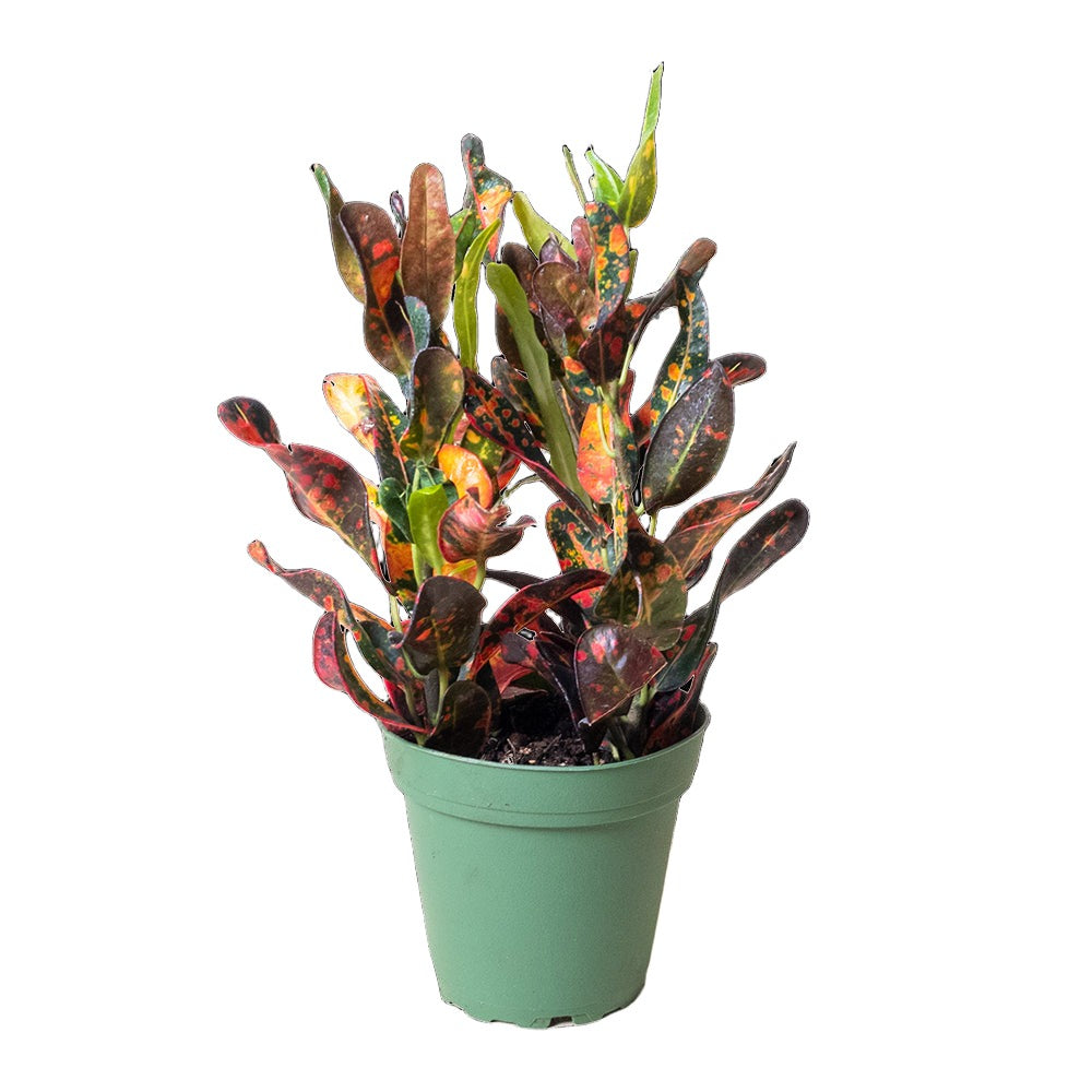 Croton Batik 4 Inch Pot – Chive Plant Studio