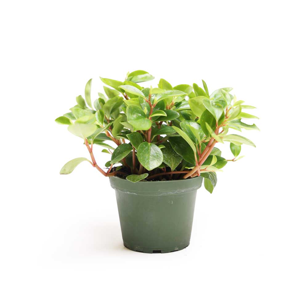 Peperomia Cubensis 4 Inches – Chive Plant Studio