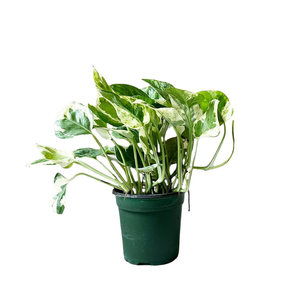 Pothos Pearls And Jade 4 Inch Pot – Chive Plant Studio