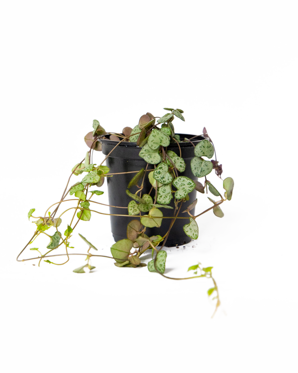 String of Hearts 4 Inch – Chive Plant Studio