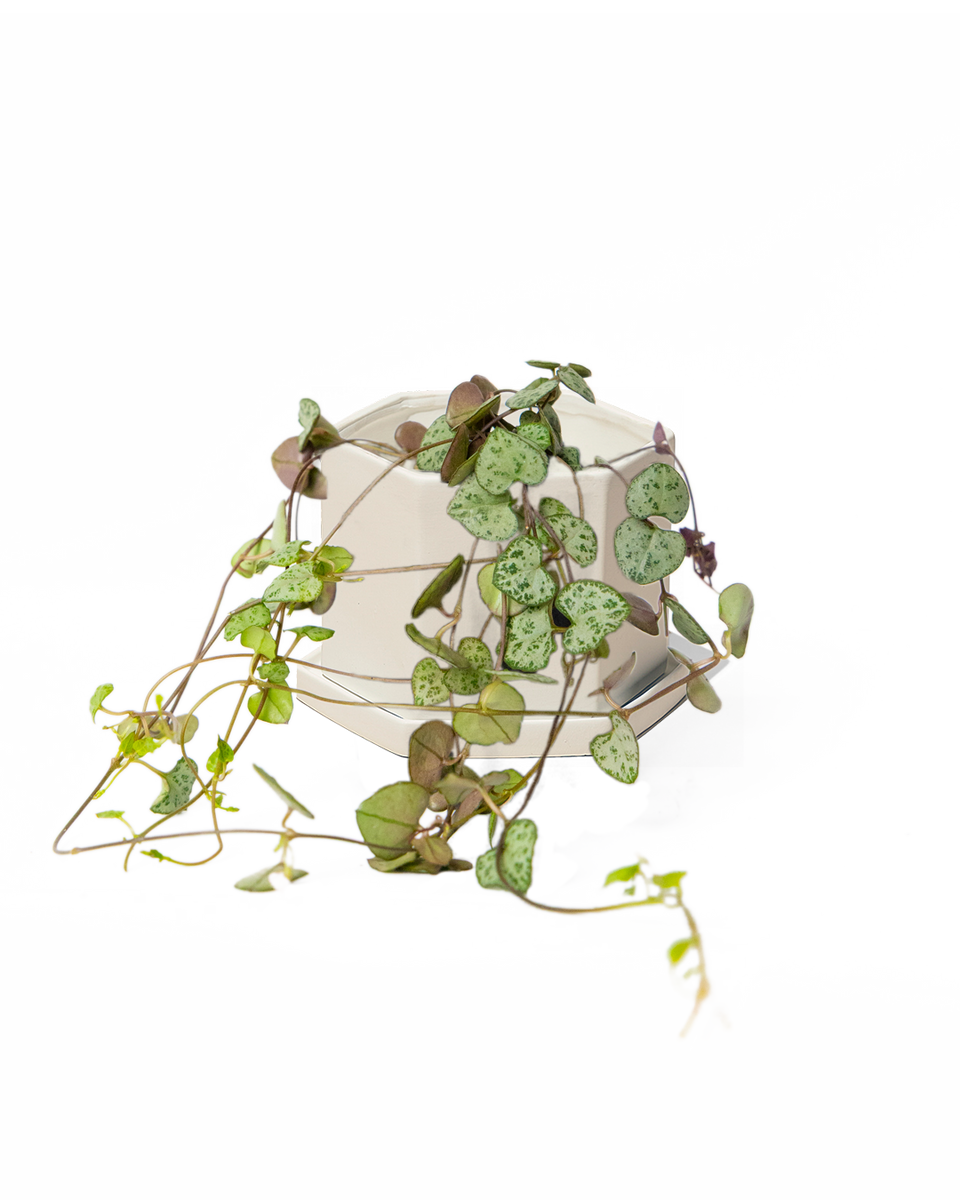 String of Hearts 4 Inch - Potted – Chive Plant Studio