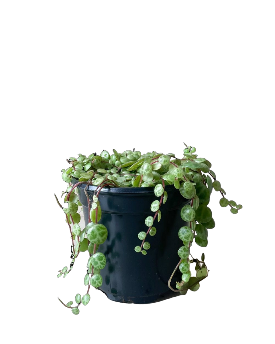 String of Turtles 4 Inch Pot – Chive Plant Studio