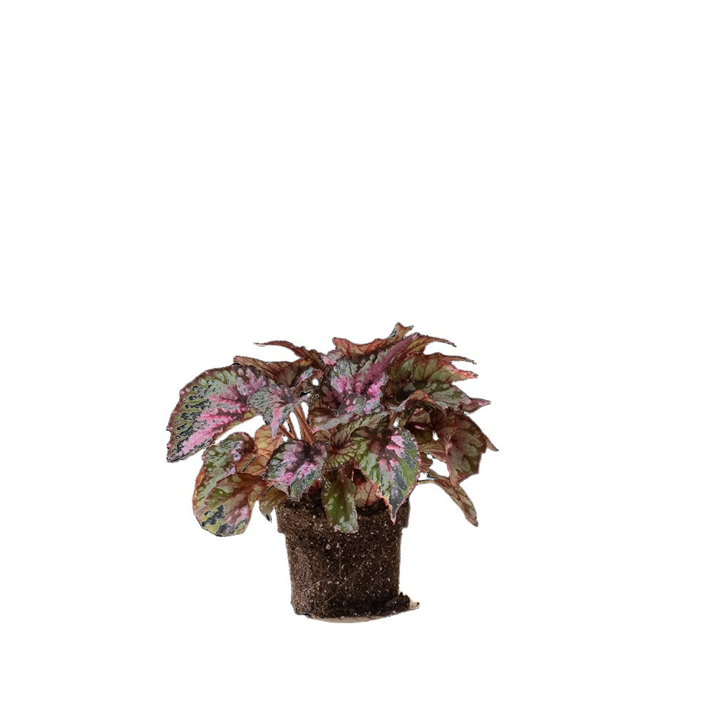 Begonia Rex Salsa 5 Inch Pot – Chive Plant Studio