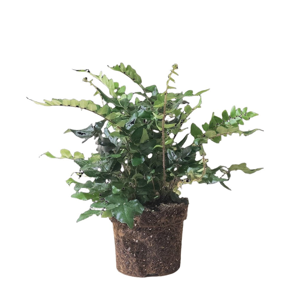 Sickle Fern 5 Inch Pot – Chive Plant Studio