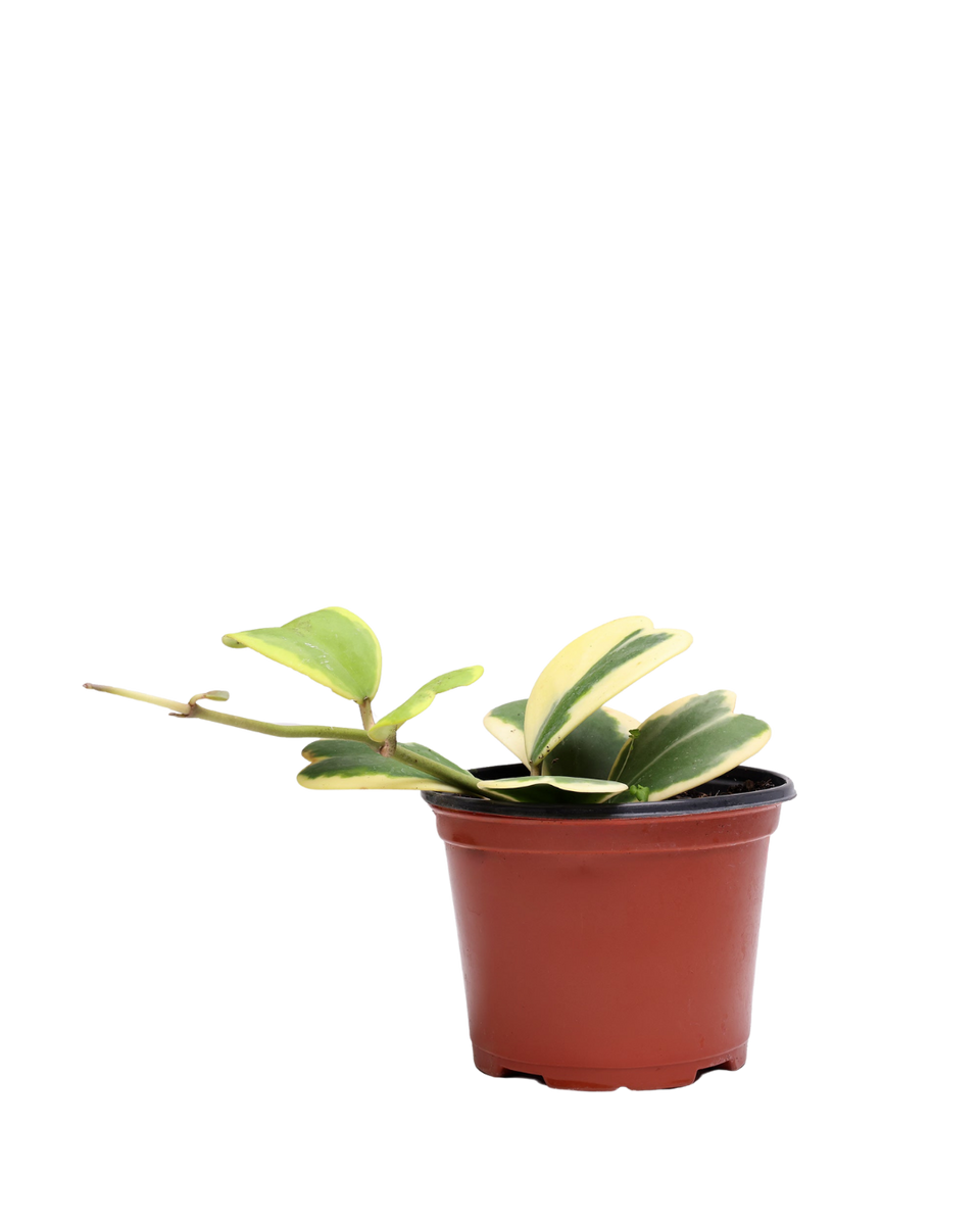 Hoya Kerri Variegated 6 Inches – Chive Plant Studio