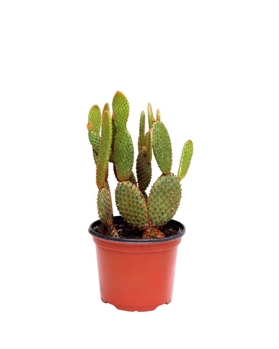Mickey Mouse Cactus 6 Inches – Chive Plant Studio