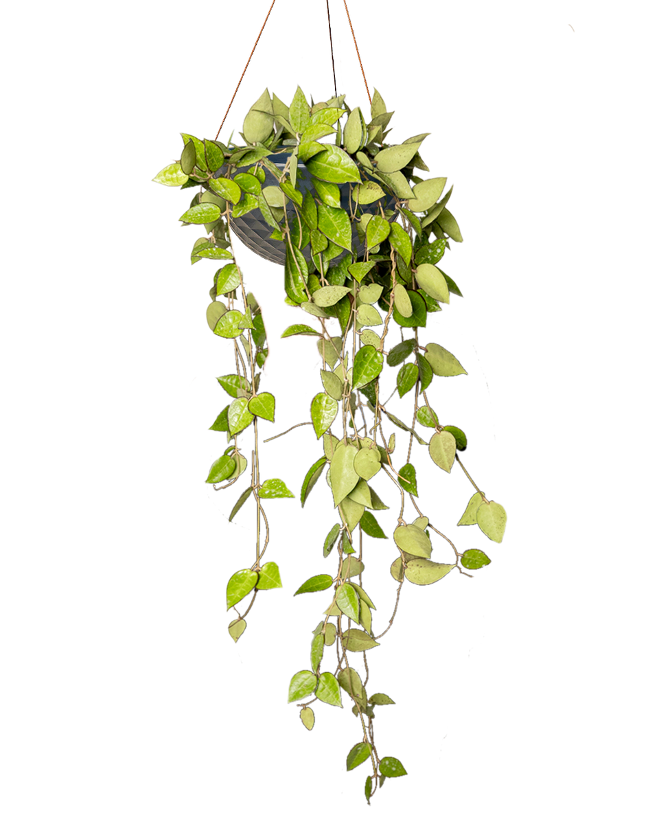 Hoya Parasitica 8 Inch - Potted – Chive Plant Studio