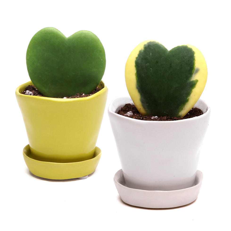 Chive - Designers of Simple Modern Floral Vases & Terrariums – Chive ...