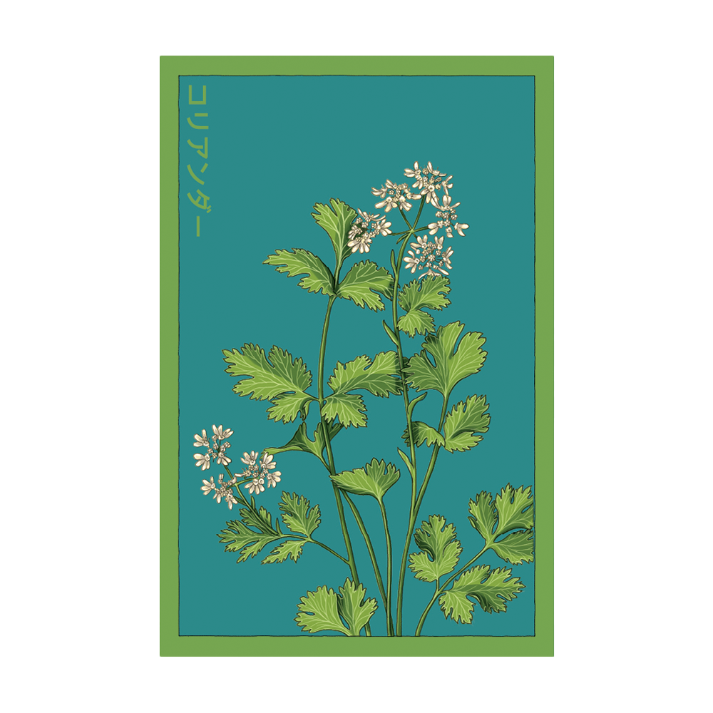 Cilantro Herb Seeds Packet – Chive Plant Studio