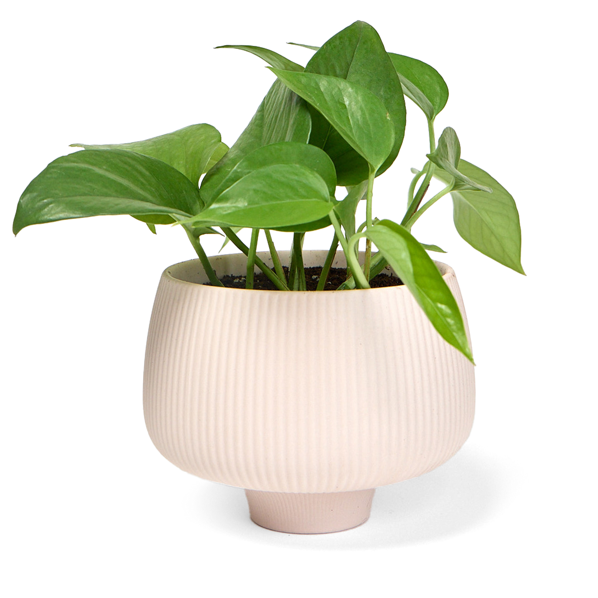 Lilo Porcelain Modern Indoor Plant Pot – Chive Plant Studio